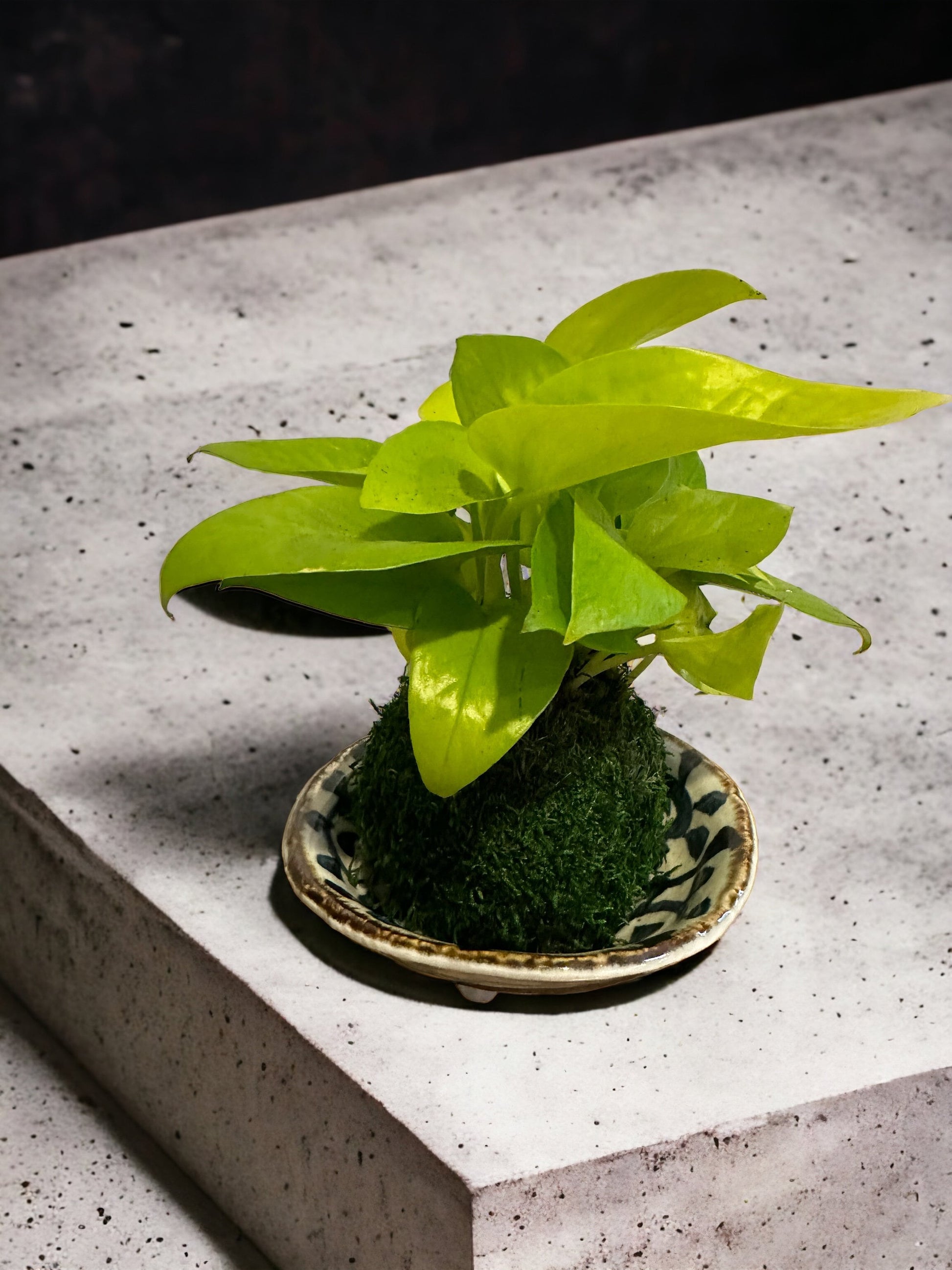 Decorative Japanese Karakusa design saucer for Kokedama 6" x 2" H Indi ...